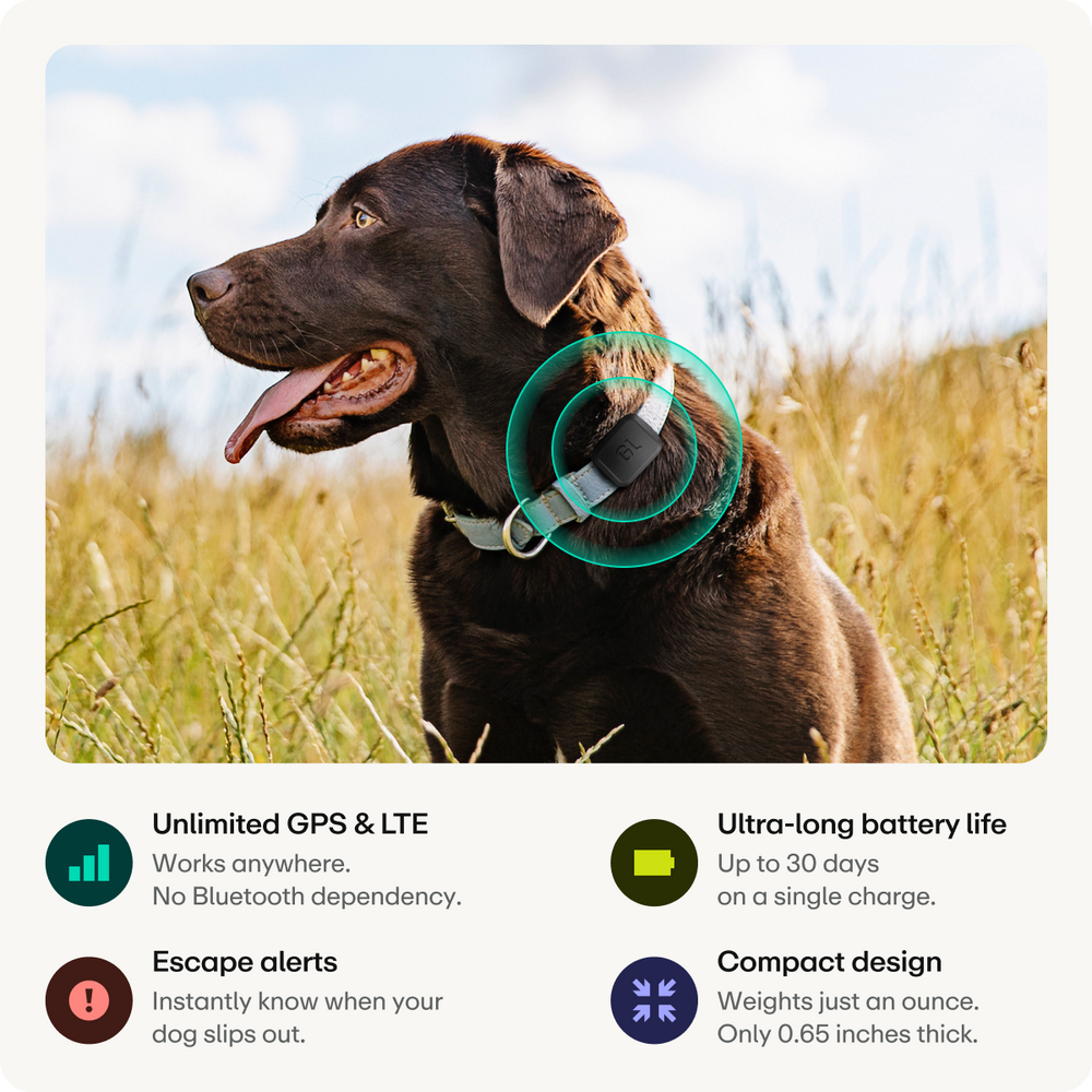 Dog GPS Tracker & Real-Time Alerts | Greenlight Safe Pets